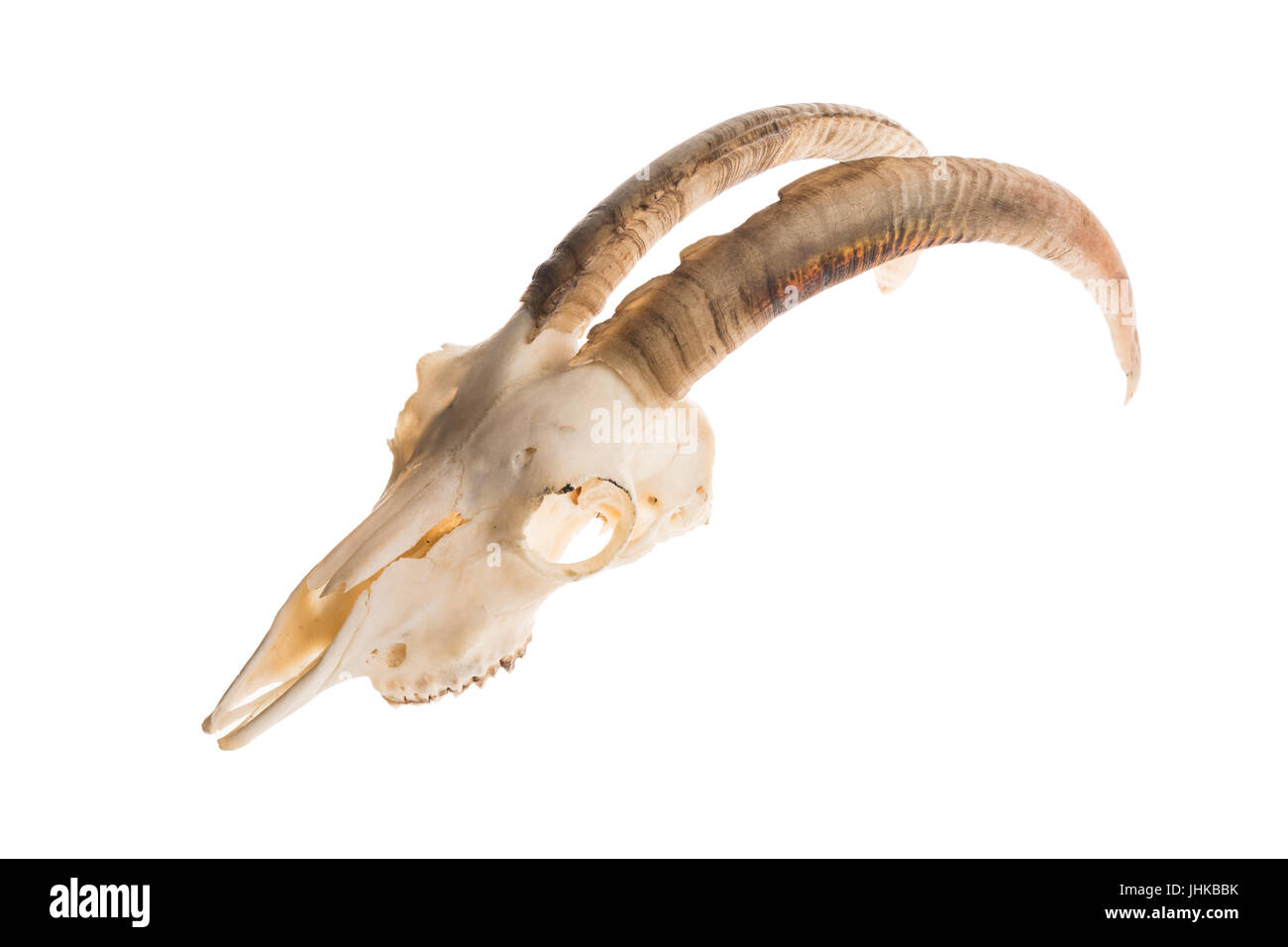 Anatomia del corno immagini e fotografie stock ad alta risoluzione - Alamy