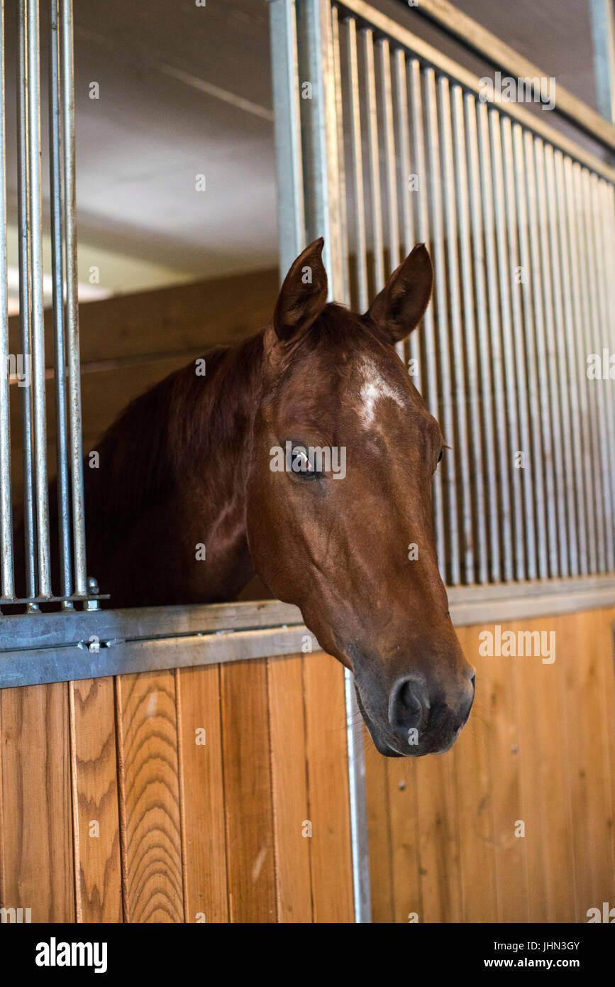 Cavallo di profilo anteriore immagini e fotografie stock ad alta ...
