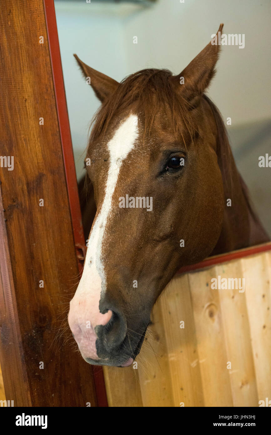Cavallo di profilo anteriore immagini e fotografie stock ad alta ...