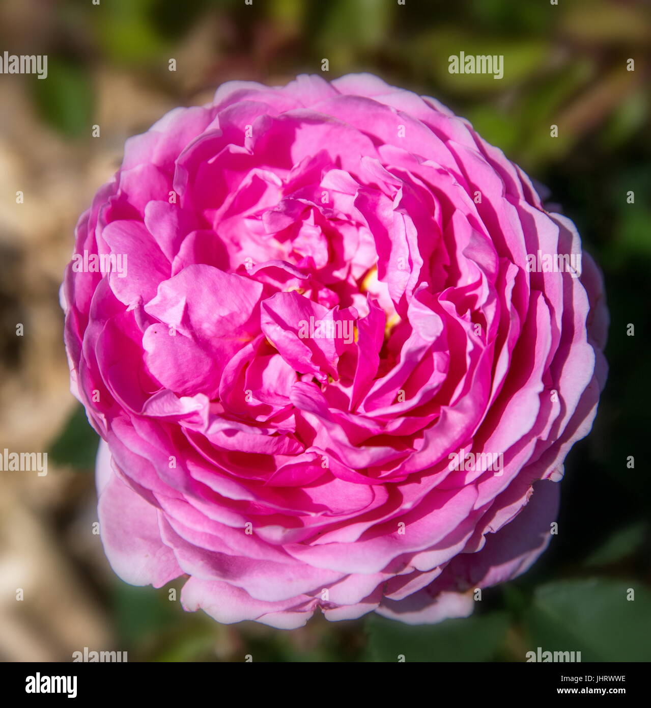 Princess alexandra of kent rose immagini e fotografie stock ad alta ...