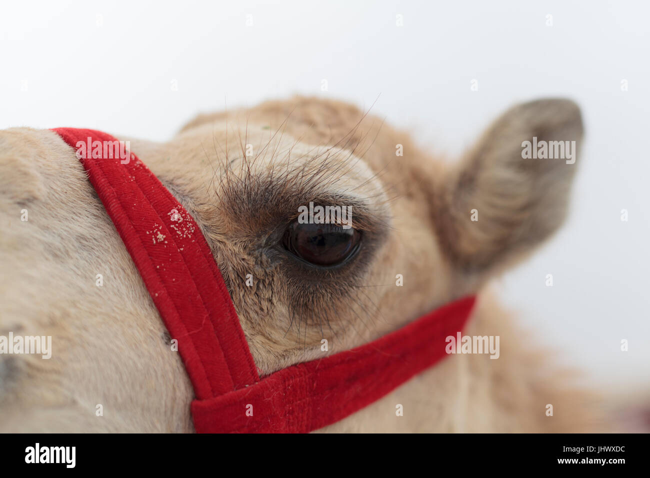 Cammello kuwait immagini e fotografie stock ad alta risoluzione - Alamy