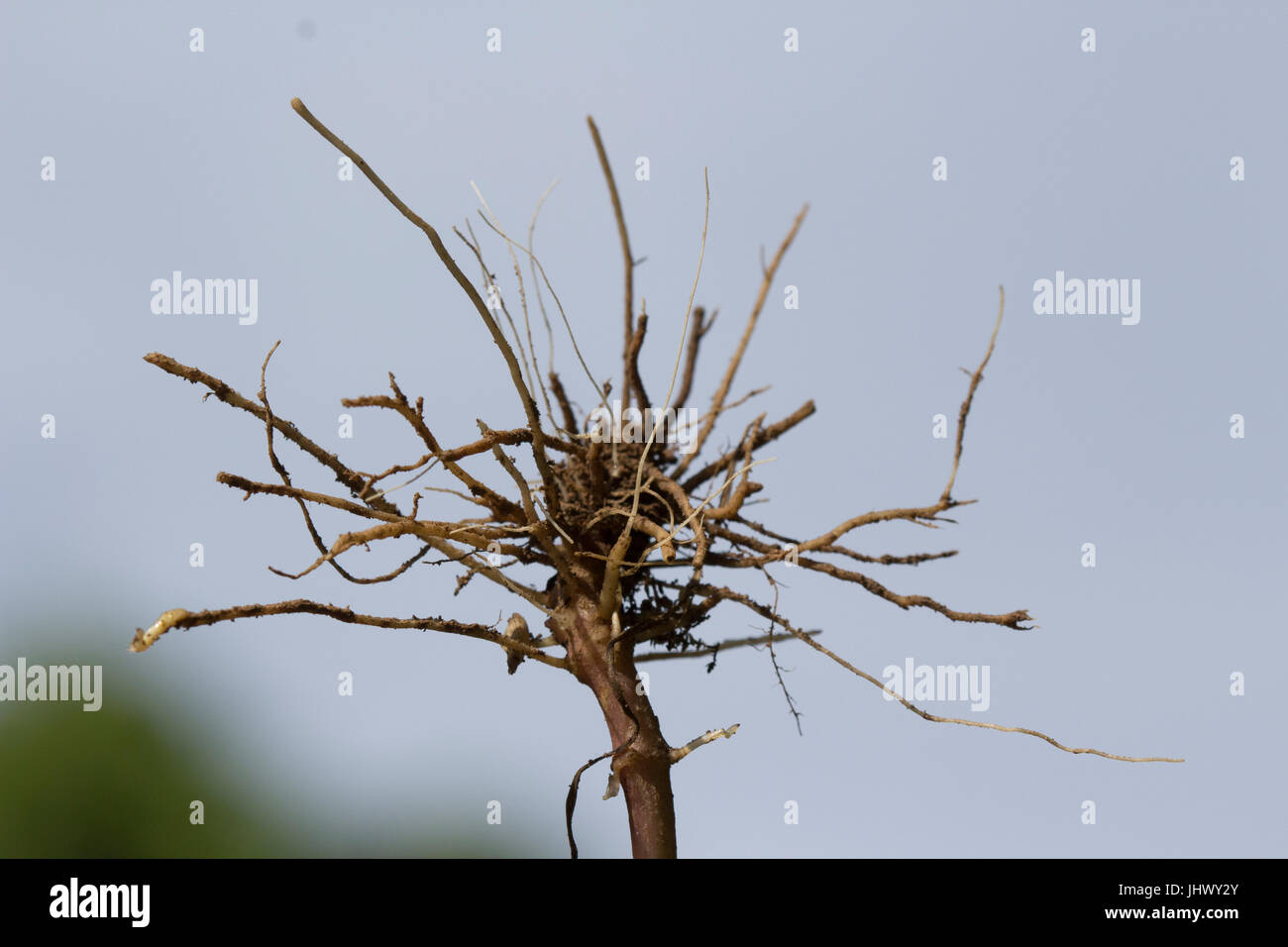 Pianta con radici immagini e fotografie stock ad alta risoluzione - Alamy