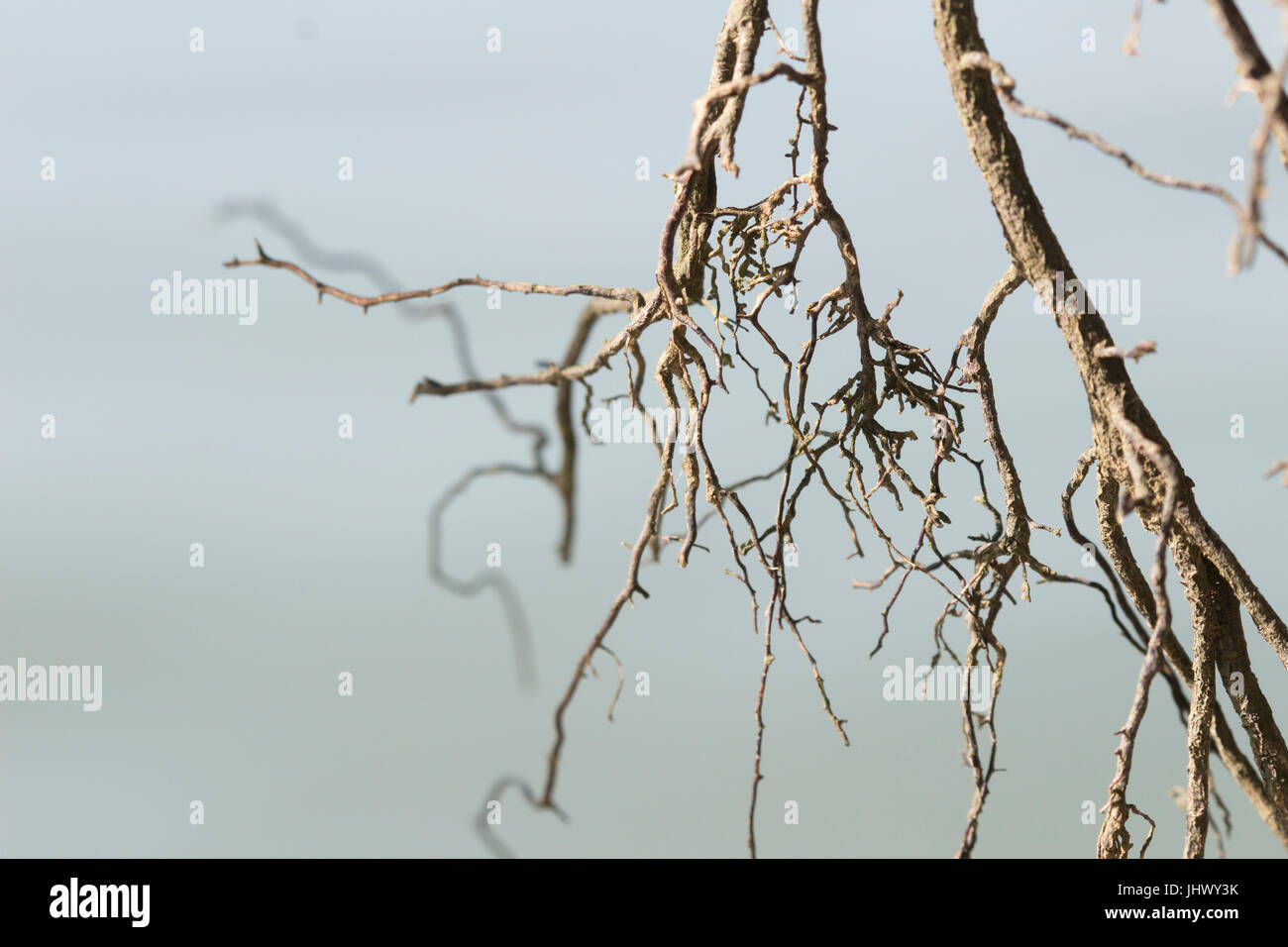 Pianta con radici immagini e fotografie stock ad alta risoluzione - Alamy