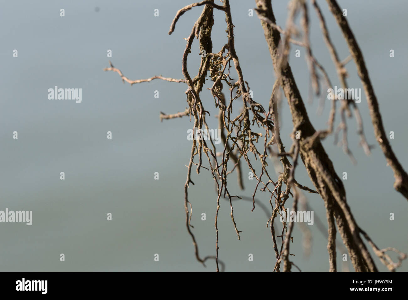 Pianta con radici immagini e fotografie stock ad alta risoluzione - Alamy