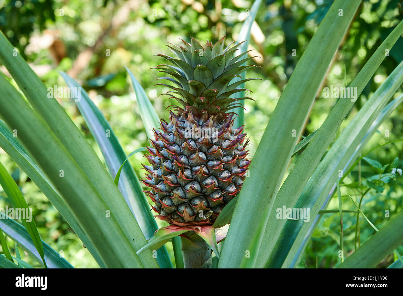Pianta di ananas immagini e fotografie stock ad alta risoluzione - Alamy