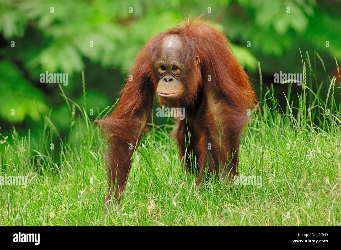 Giovani Bornean orango / (Pongo pygmaeus pygmaeus) / Bornean Orangutan ...
