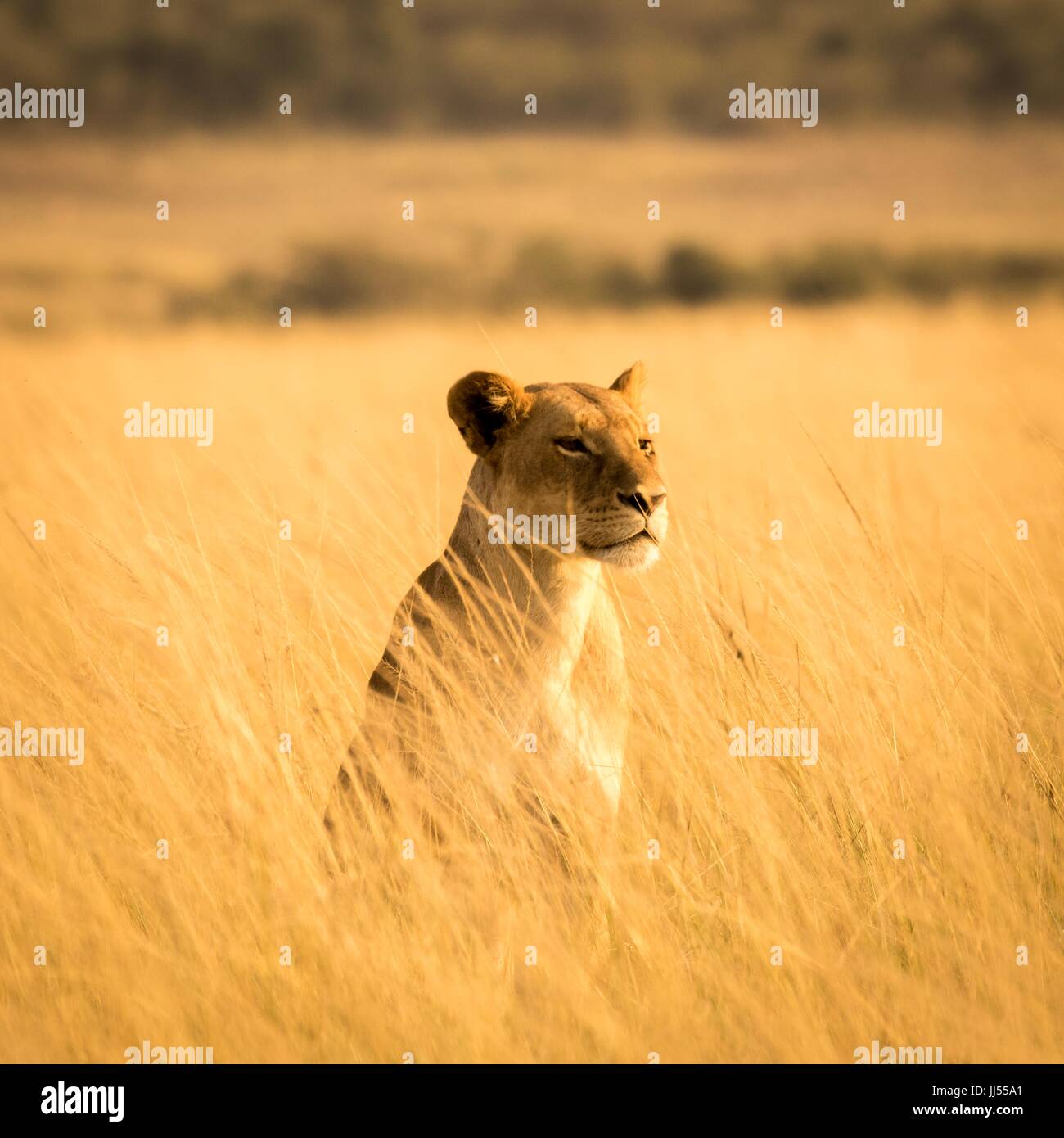 Fauna selvatica africana immagini e fotografie stock ad alta ...