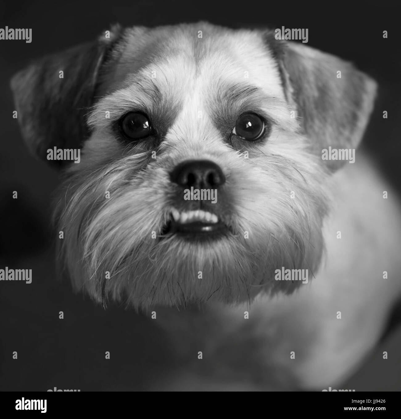 Cane bianco e nero immagini e fotografie stock ad alta risoluzione - Alamy