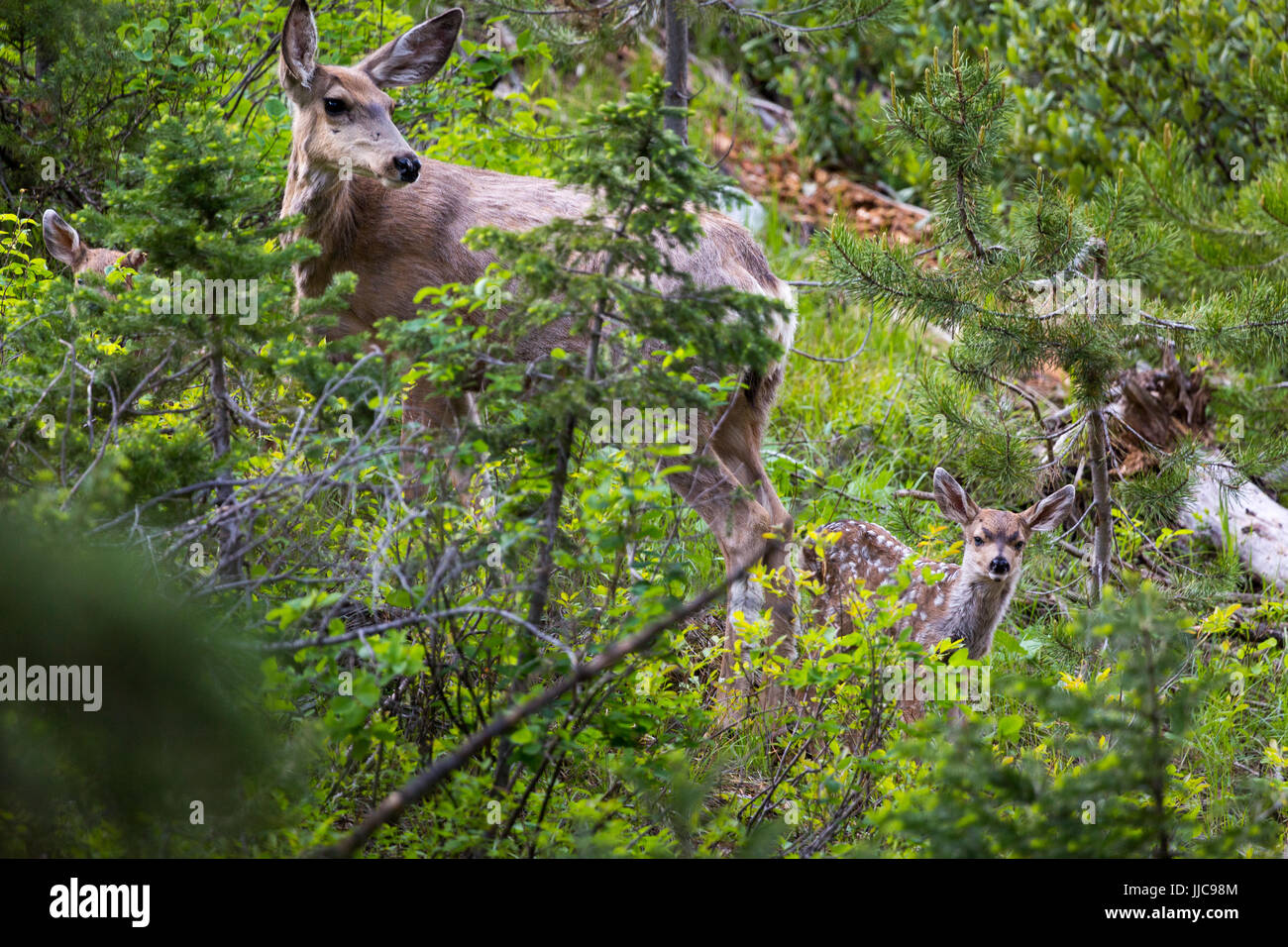 Animali cerbiatti, cervi immagini e fotografie stock ad alta ...