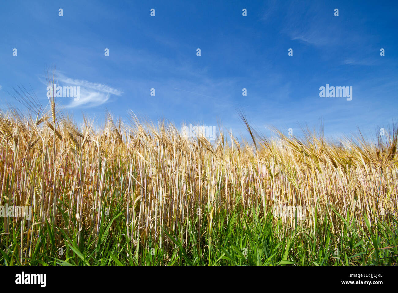 Campo di orzo e cielo immagini e fotografie stock ad alta risoluzione ...