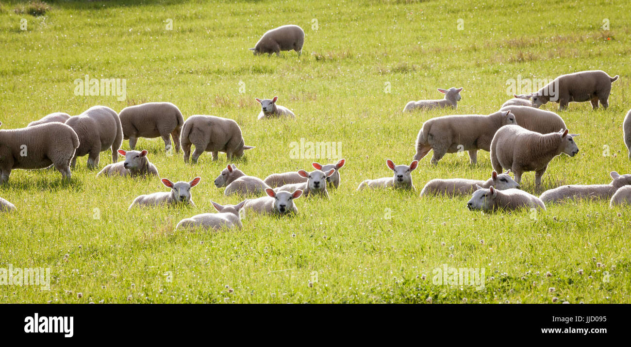 Cane che alleva pecore immagini e fotografie stock ad alta risoluzione ...