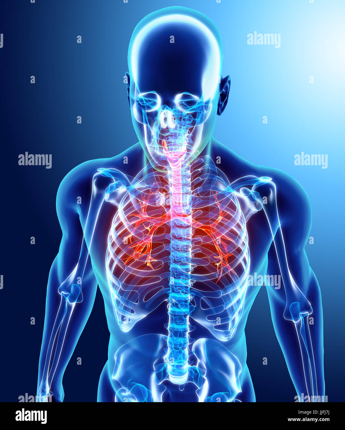 3D illustrazione della laringe Trachea Bronchi parte del sistema ...