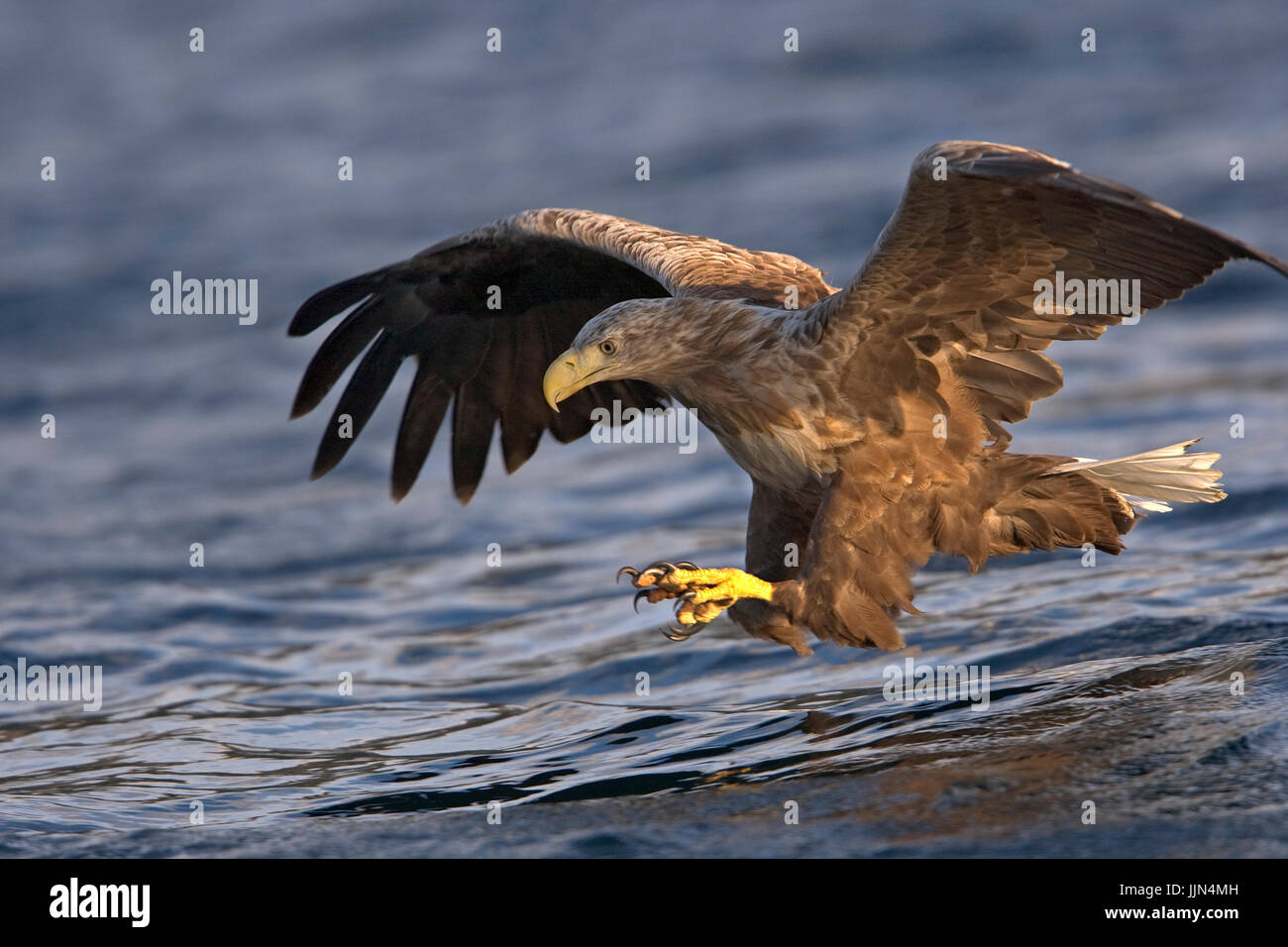 Aquila che cattura pesce nel mare immagini e fotografie stock ad alta ...