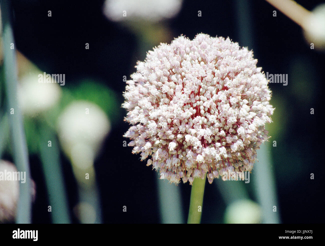 Fiore di porro immagini e fotografie stock ad alta risoluzione - Alamy