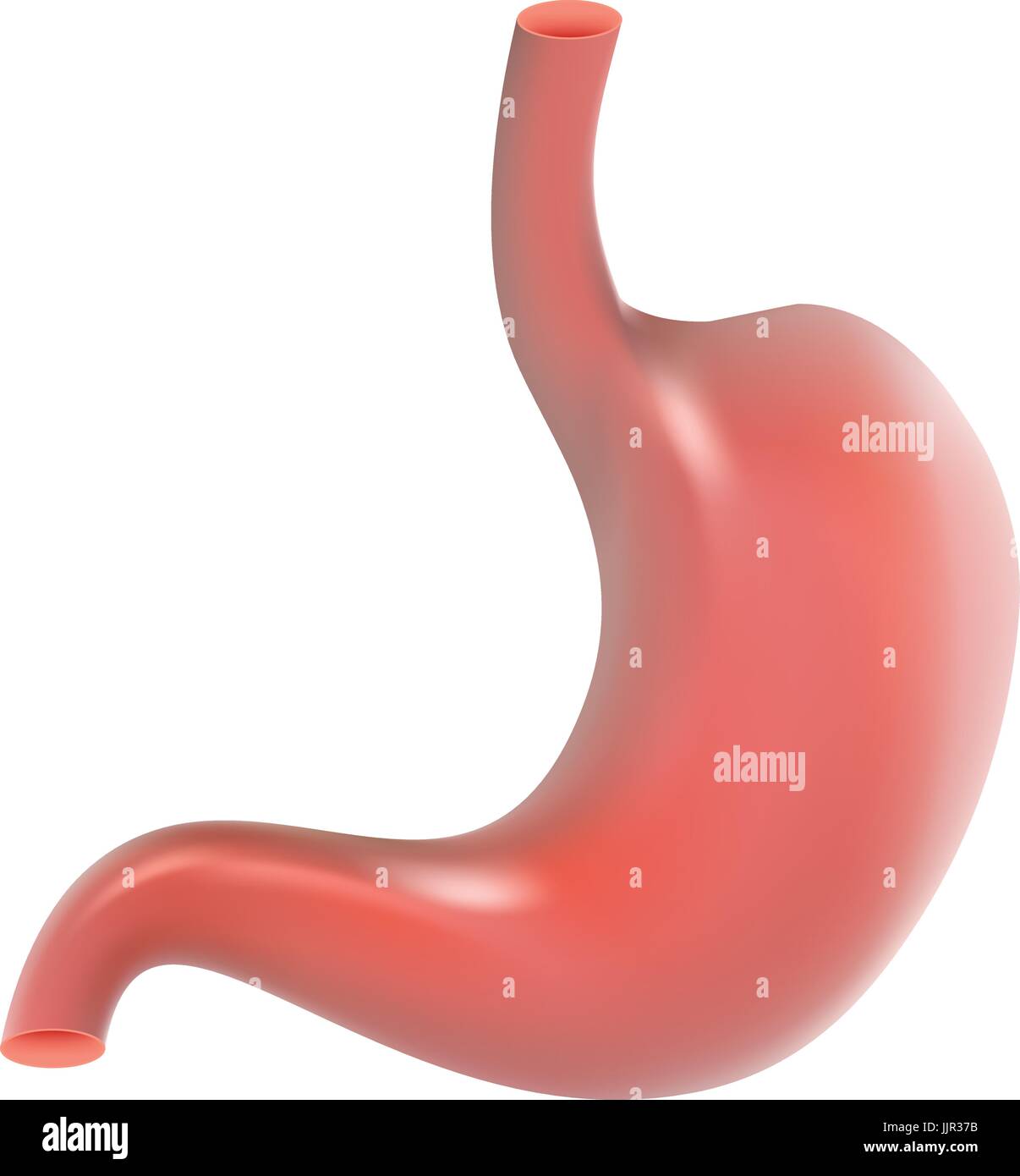 Umano gli organi interni Anatomia dello stomaco isolato su uno sfondo ...