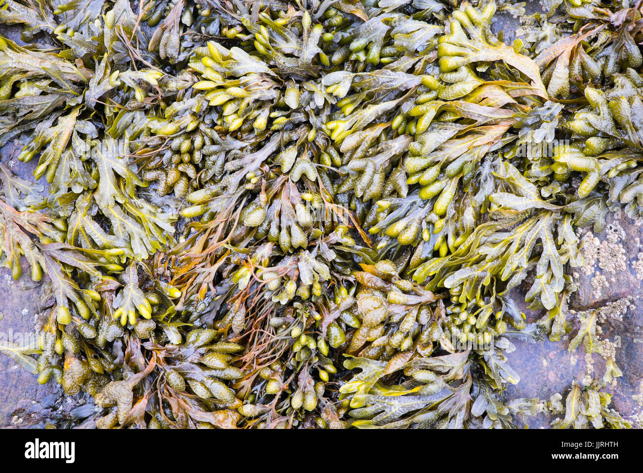 Alghe commestibili inghilterra immagini e fotografie stock ad alta ...