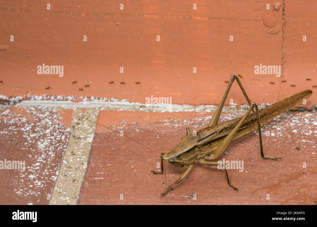 Locusta marrone immagini e fotografie stock ad alta risoluzione - Alamy