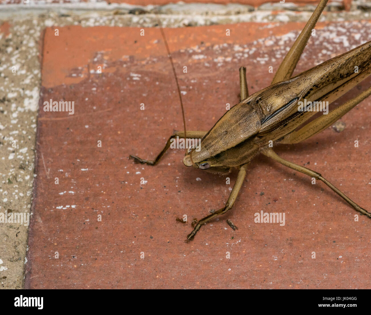 Locusta marrone immagini e fotografie stock ad alta risoluzione - Alamy