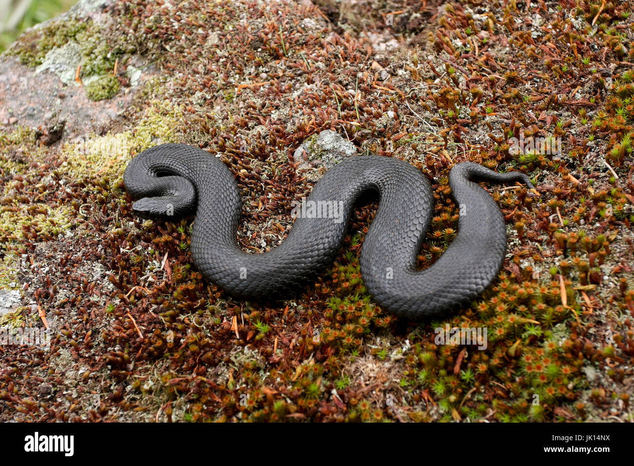 Vipere infernali immagini e fotografie stock ad alta risoluzione - Alamy