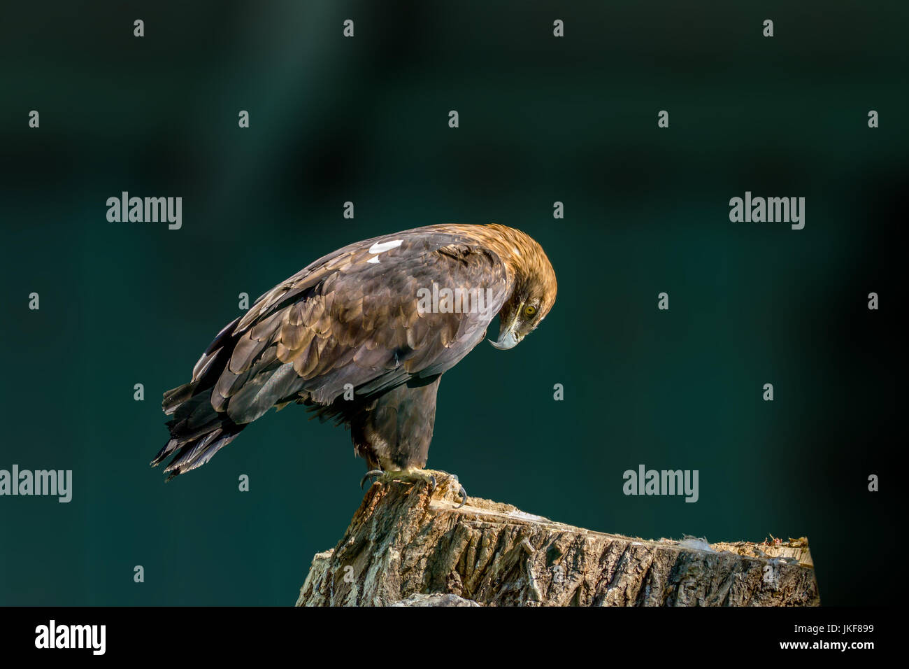 Grande rapace nero immagini e fotografie stock ad alta risoluzione - Alamy