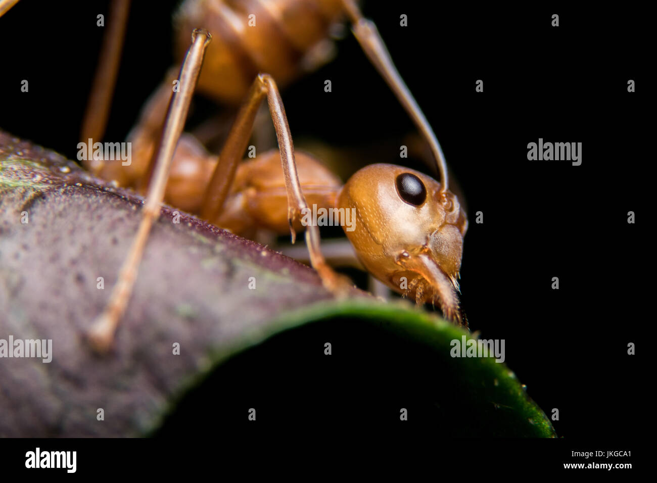 Corpo di formica immagini e fotografie stock ad alta risoluzione - Alamy