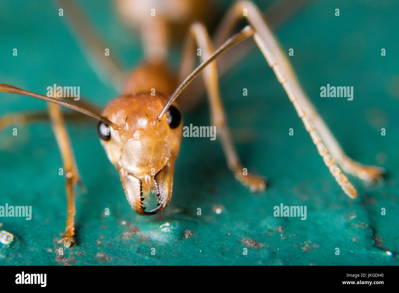 Corpo di formica immagini e fotografie stock ad alta risoluzione - Alamy