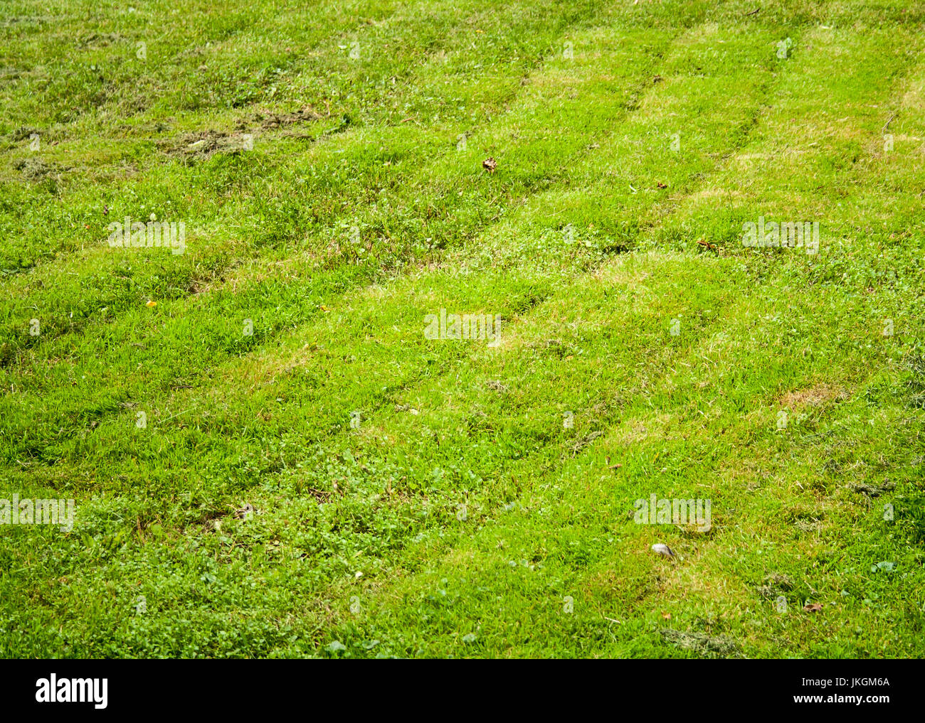 Striped green grass texture perspective immagini e fotografie stock ad ...