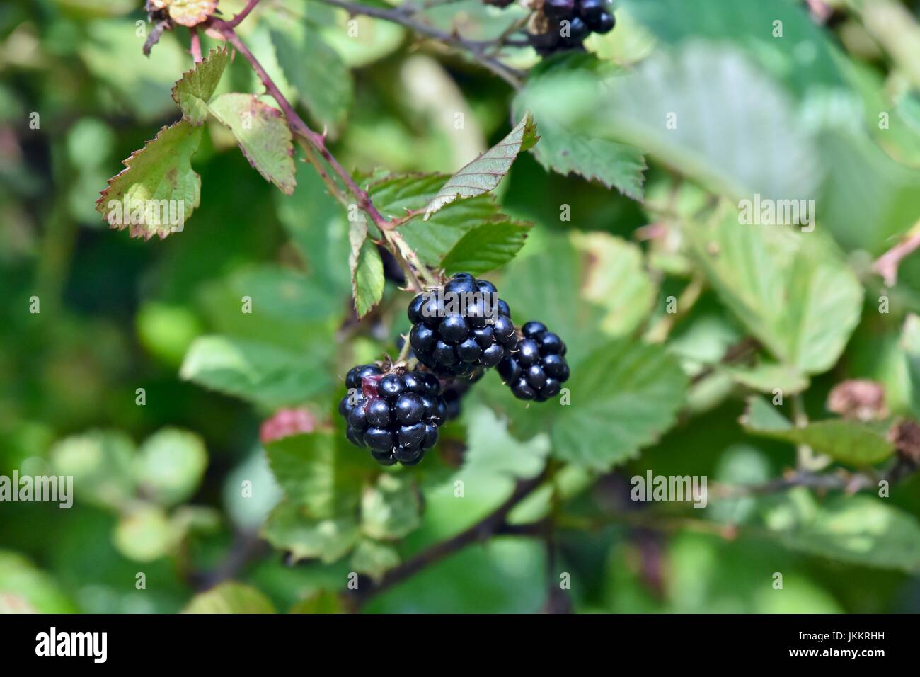 Pianta da frutto di mora Immagini e Fotos Stock - Alamy