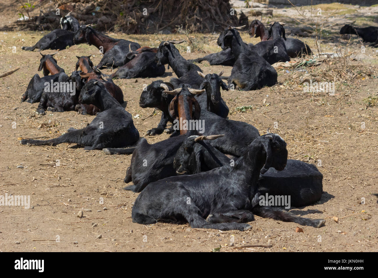 Capre nere immagini e fotografie stock ad alta risoluzione - Alamy