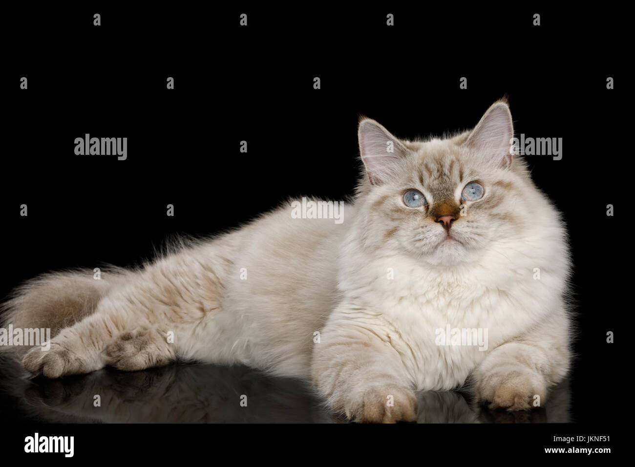 Neva masquerade point immagini e fotografie stock ad alta risoluzione ...