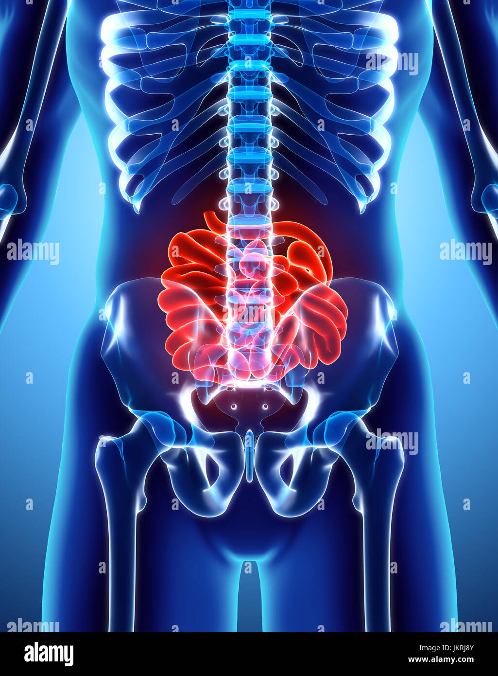 3D illustrazione del piccolo intestino, parte del sistema digestivo ...