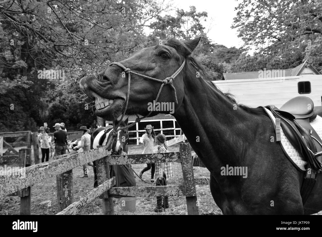Cavallo che ride immagini e fotografie stock ad alta risoluzione - Alamy