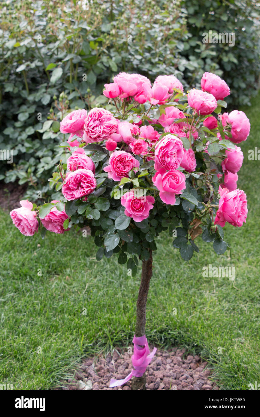 Albero di rose immagini e fotografie stock ad alta risoluzione - Alamy