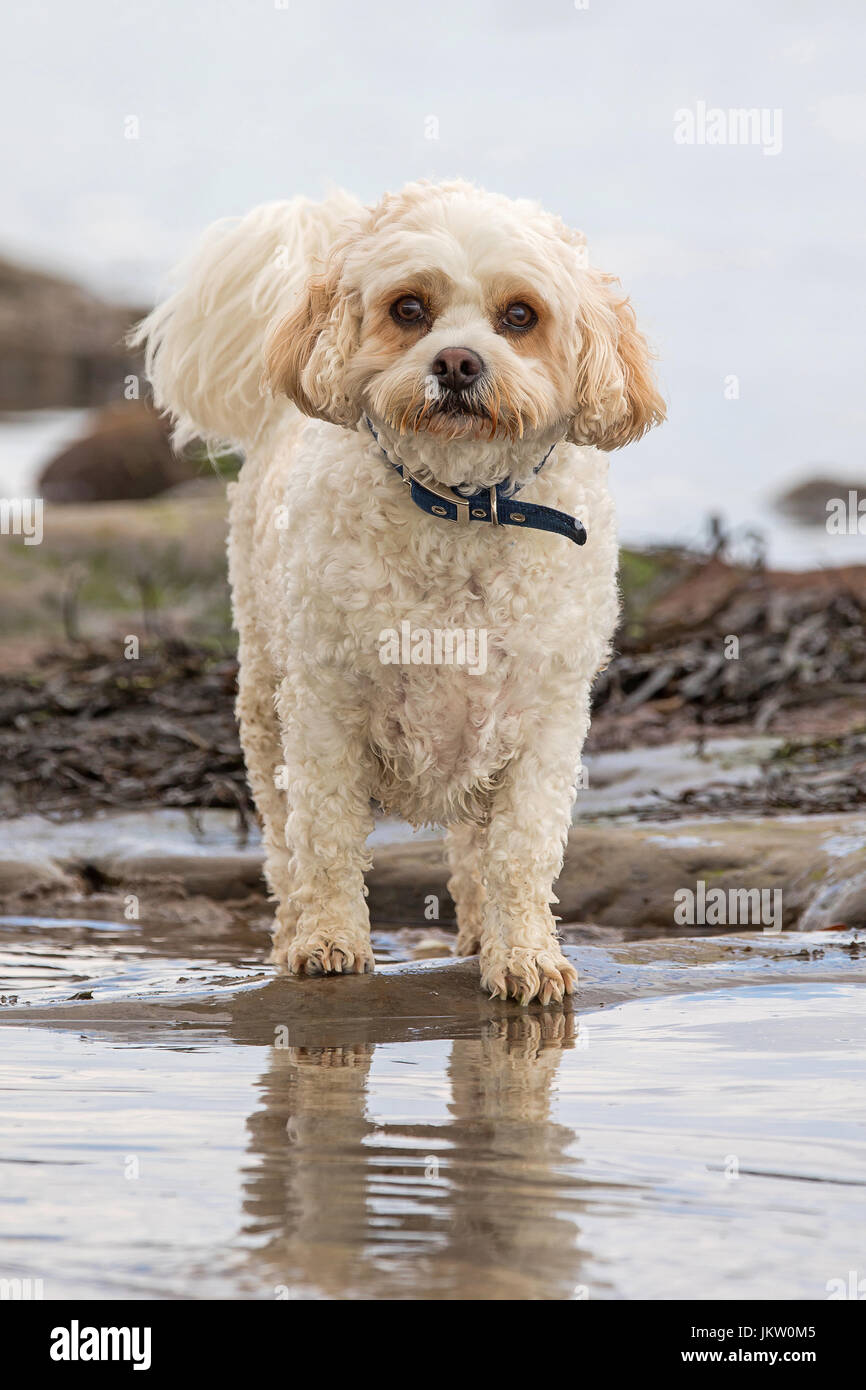 Cucciolo strabico immagini e fotografie stock ad alta risoluzione - Alamy