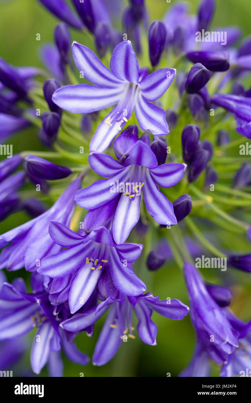 Maria con i gigli immagini e fotografie stock ad alta risoluzione - Alamy