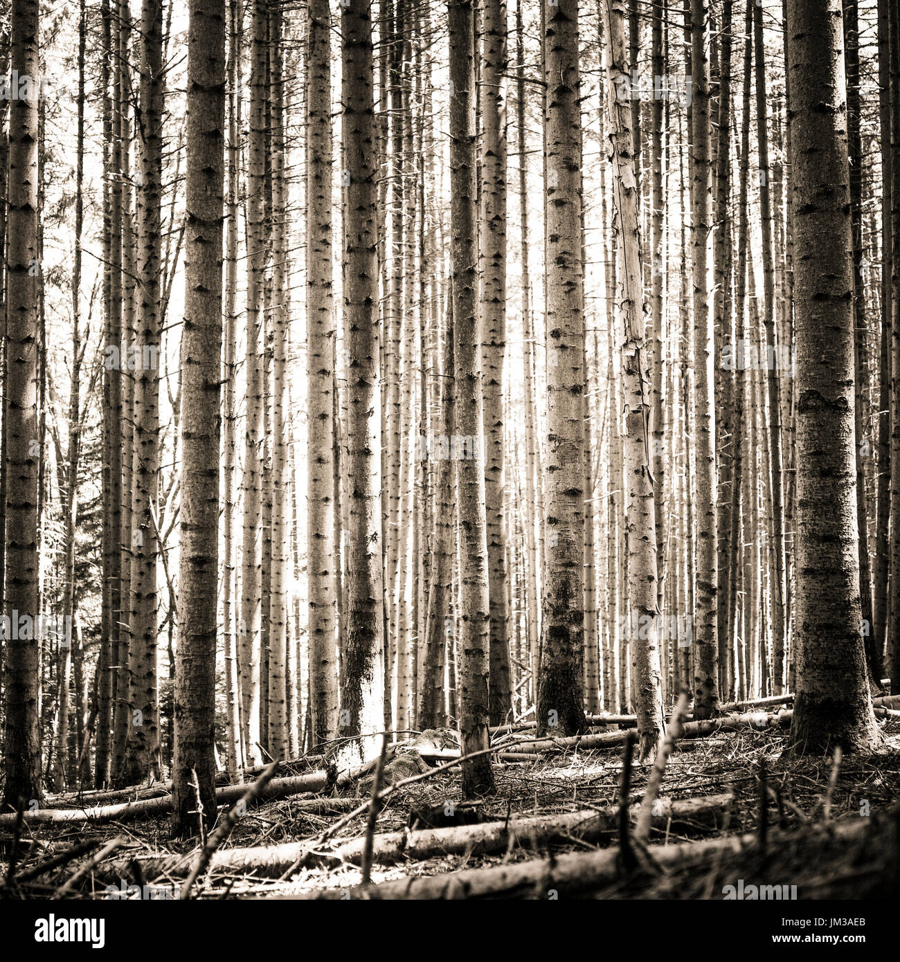 Sagome in bianco e nero immagini e fotografie stock ad alta risoluzione ...