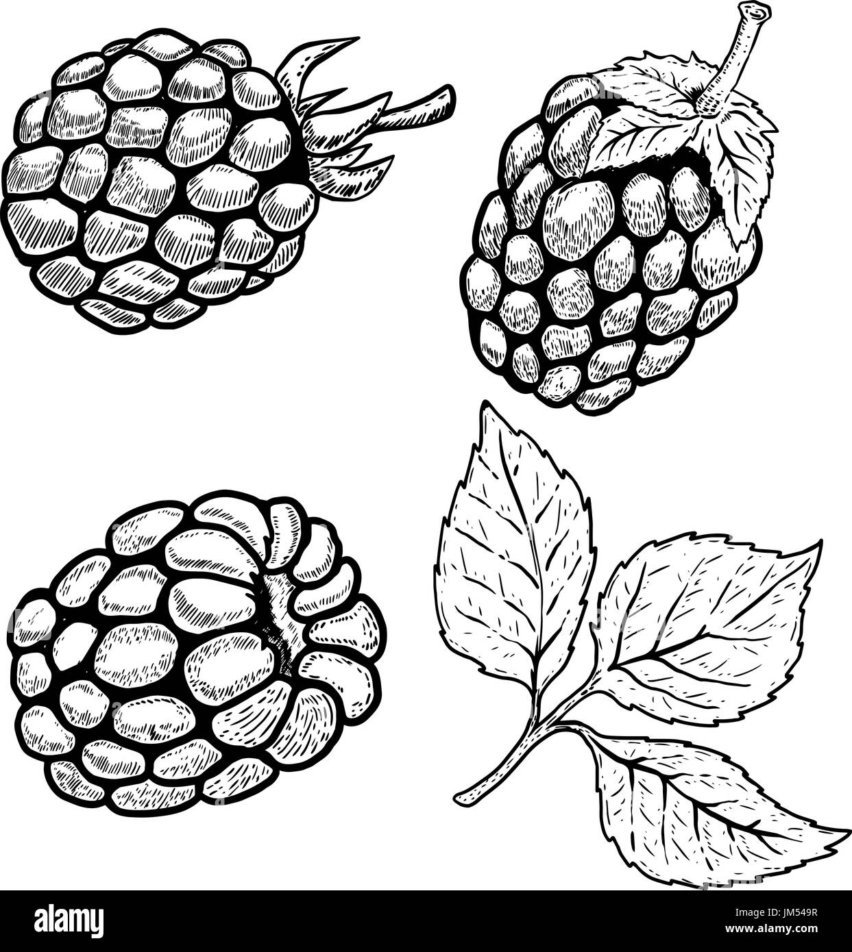 Cespuglio di lamponi Foto e Immagini Stock in Bianco e Nero - Alamy