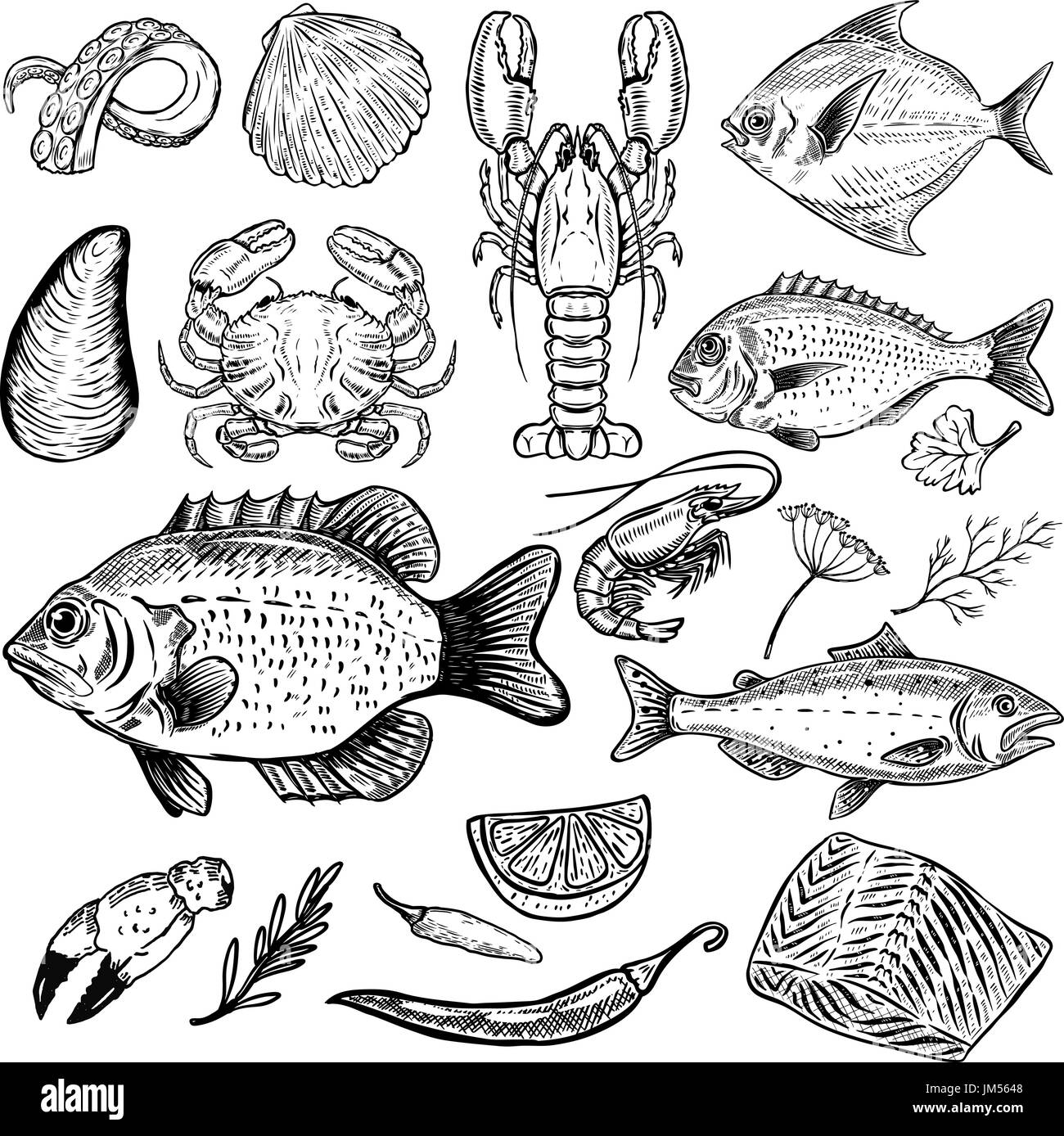 Limone di mare Foto e Immagini Stock in Bianco e Nero - Alamy