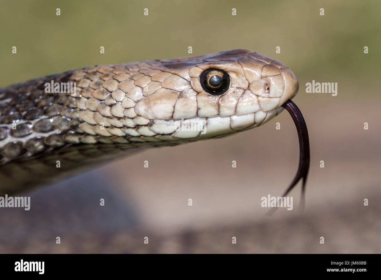 Serpente marrone immagini e fotografie stock ad alta risoluzione - Alamy