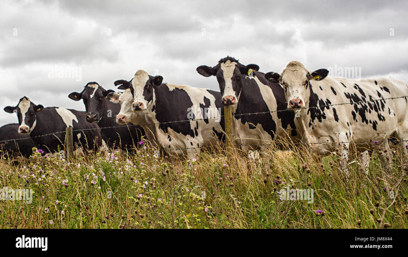 Holstein friesians immagini e fotografie stock ad alta risoluzione - Alamy