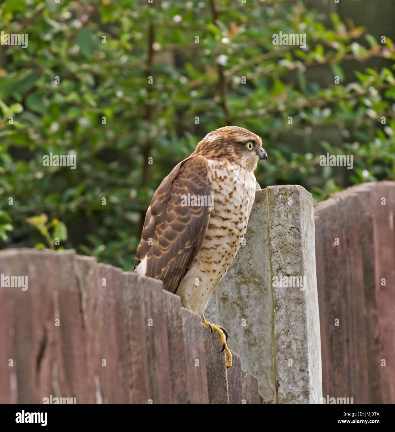 Sparviero femmina immagini e fotografie stock ad alta risoluzione - Alamy