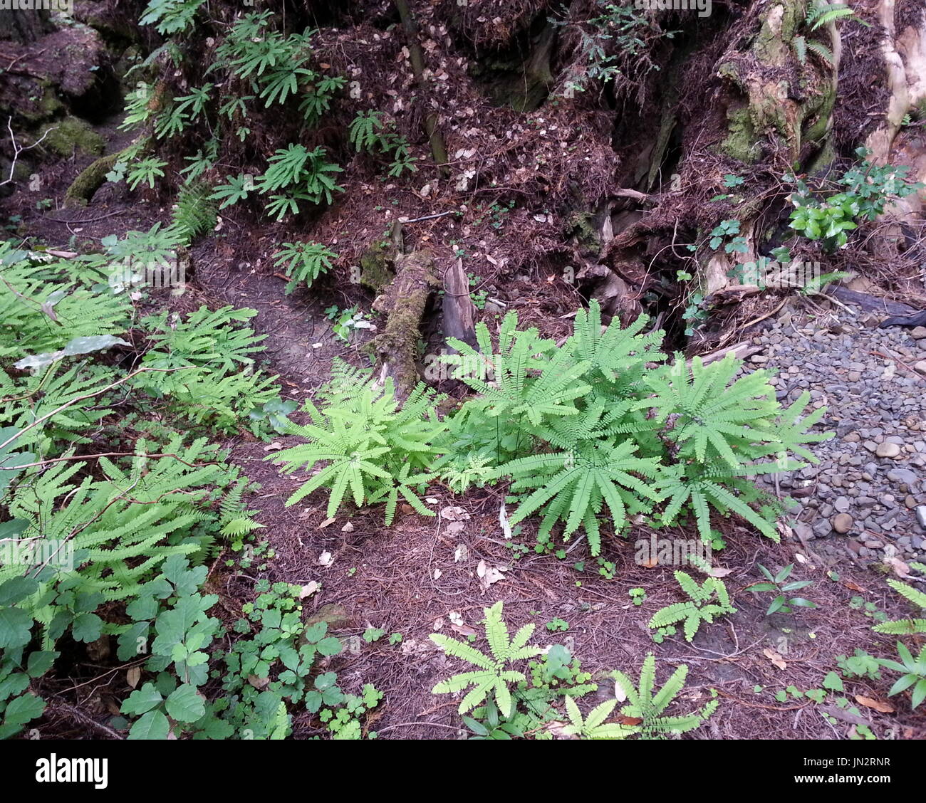 Felci colorate immagini e fotografie stock ad alta risoluzione - Alamy