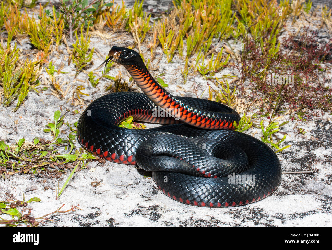 Serpente nero dal ventre rosso immagini e fotografie stock ad alta risoluzione - Alamy