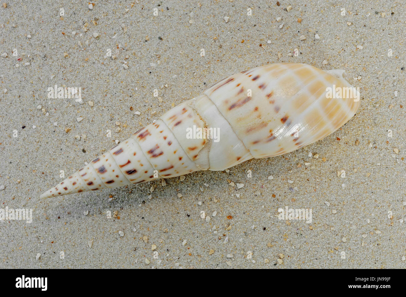 Terebra maculata immagini e fotografie stock ad alta risoluzione - Alamy