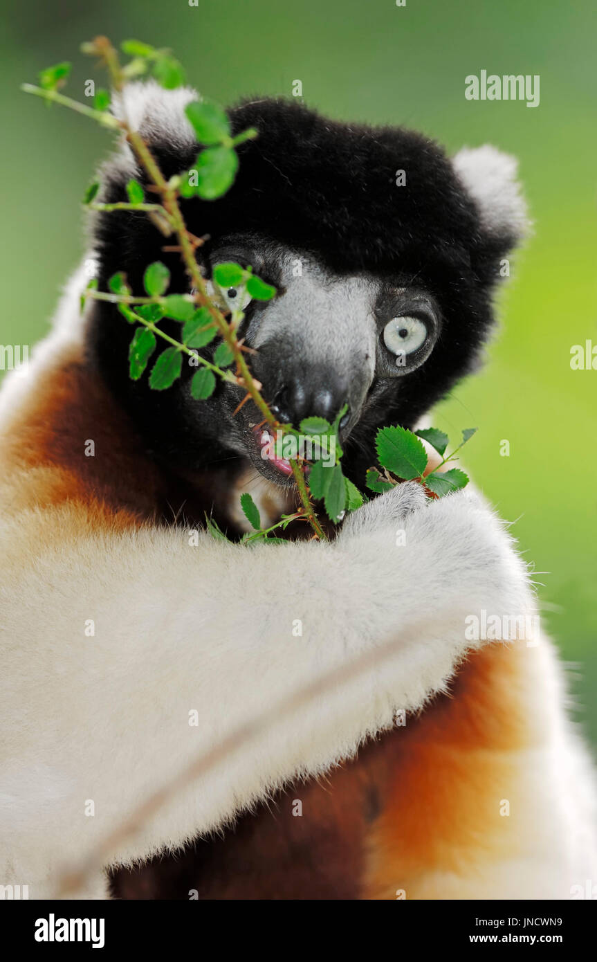 Propithecus verreaux coronatu immagini e fotografie stock ad alta ...