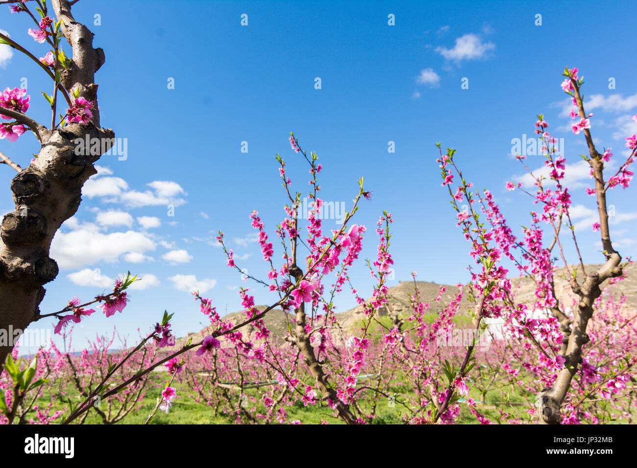 Fioritura di pesco in Aitona, una bella città in Catalogna, Spagna ...