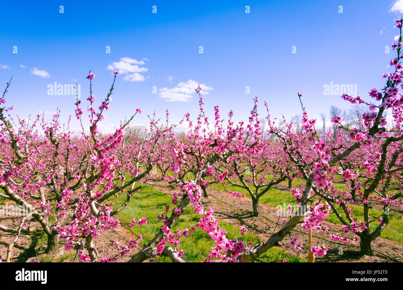 Fioritura di pesco in Aitona, una bella città in Catalogna, Spagna ...
