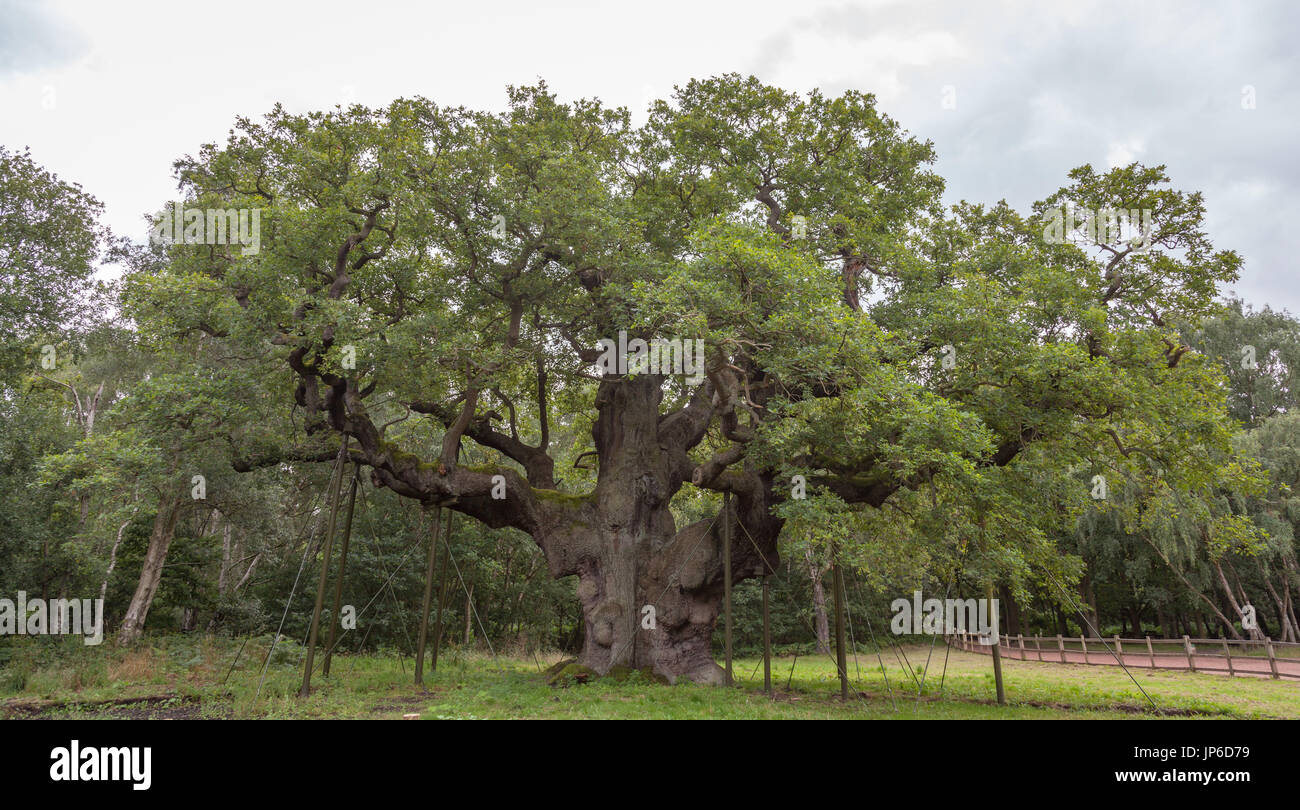 Nottingham grande quercia immagini e fotografie stock ad alta ...