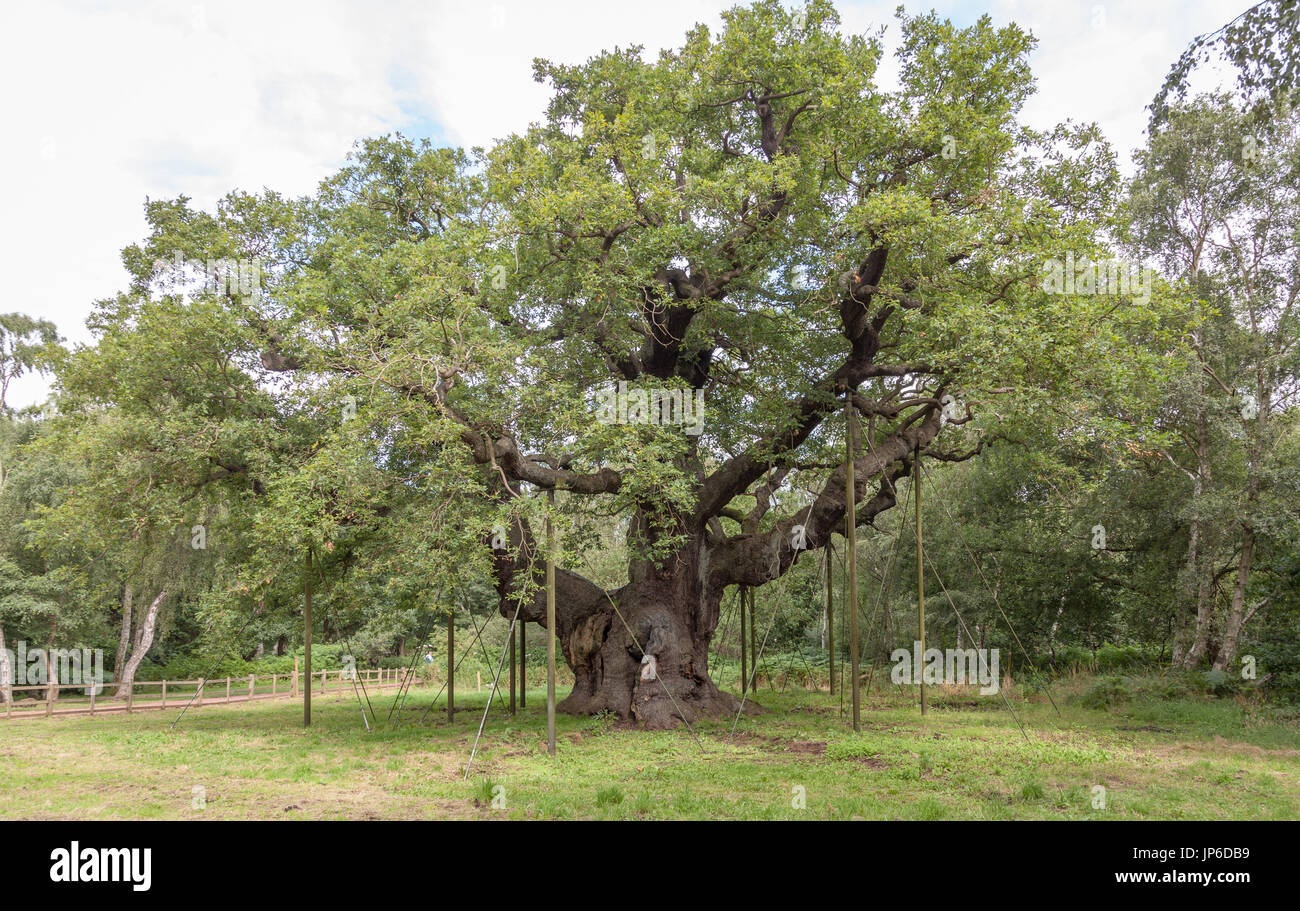 Nottingham grande quercia immagini e fotografie stock ad alta ...
