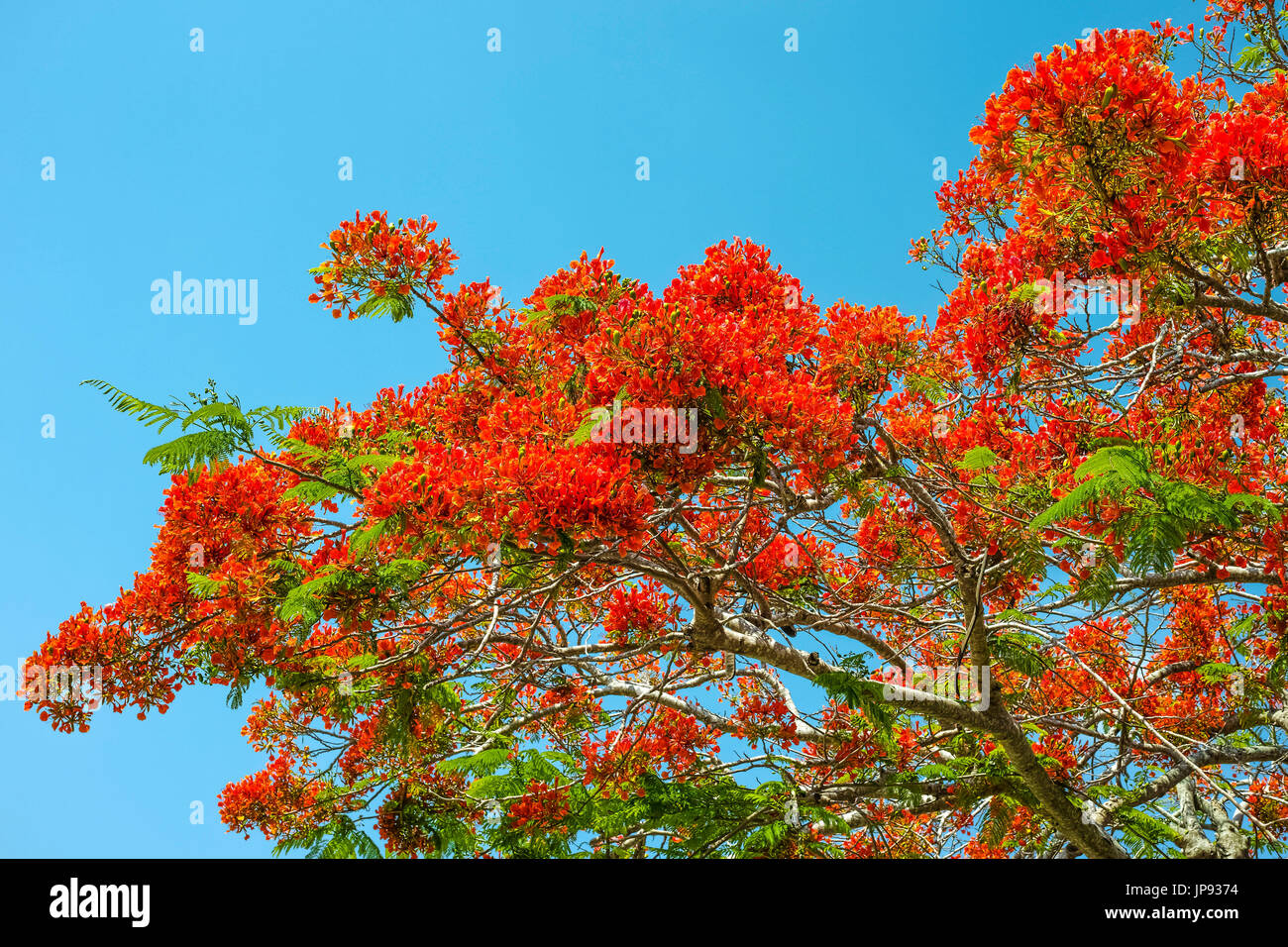Flamboyan in Bloom (Delonix regia, syn, Poinciana regia Foto stock - Alamy